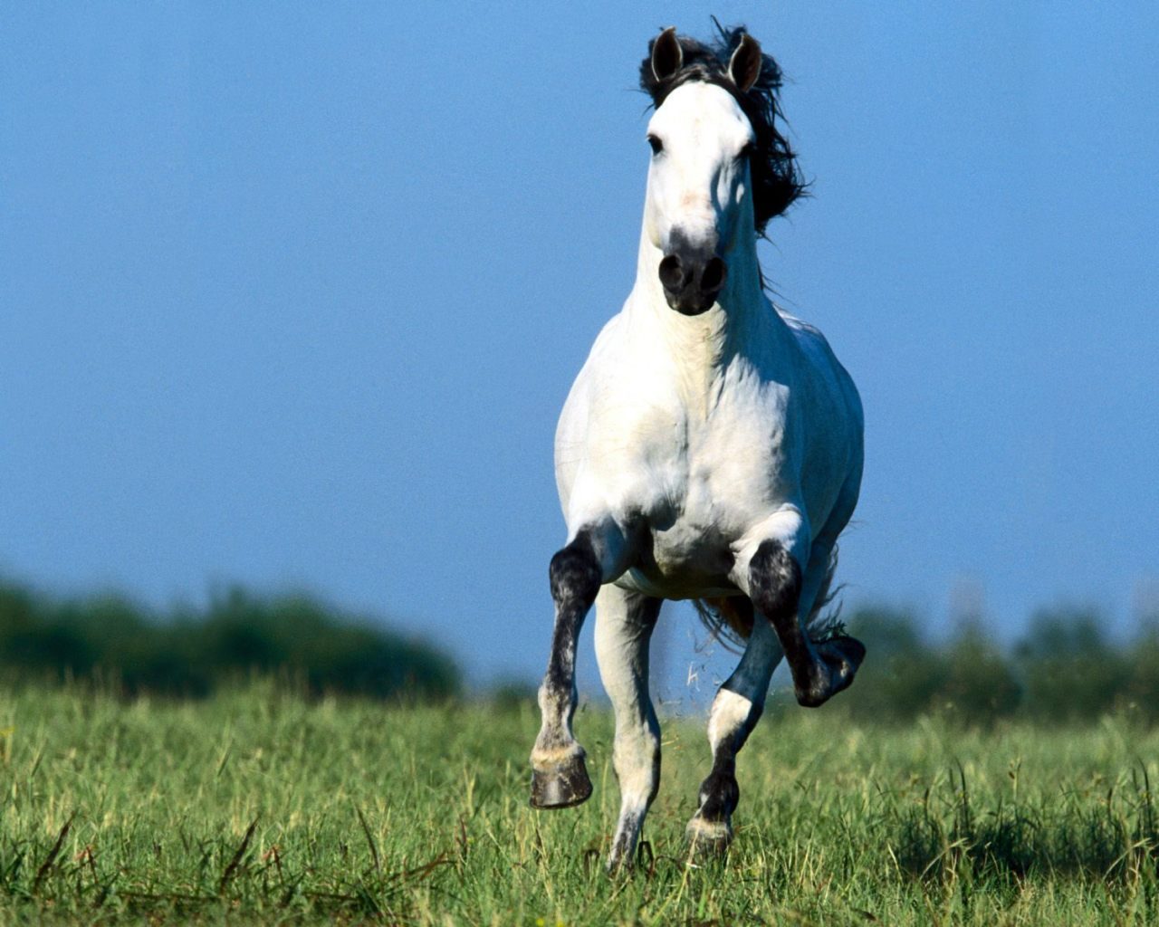Wallpaper de un caballo blanco al trote - 1280x1024 :: Fondos de ...