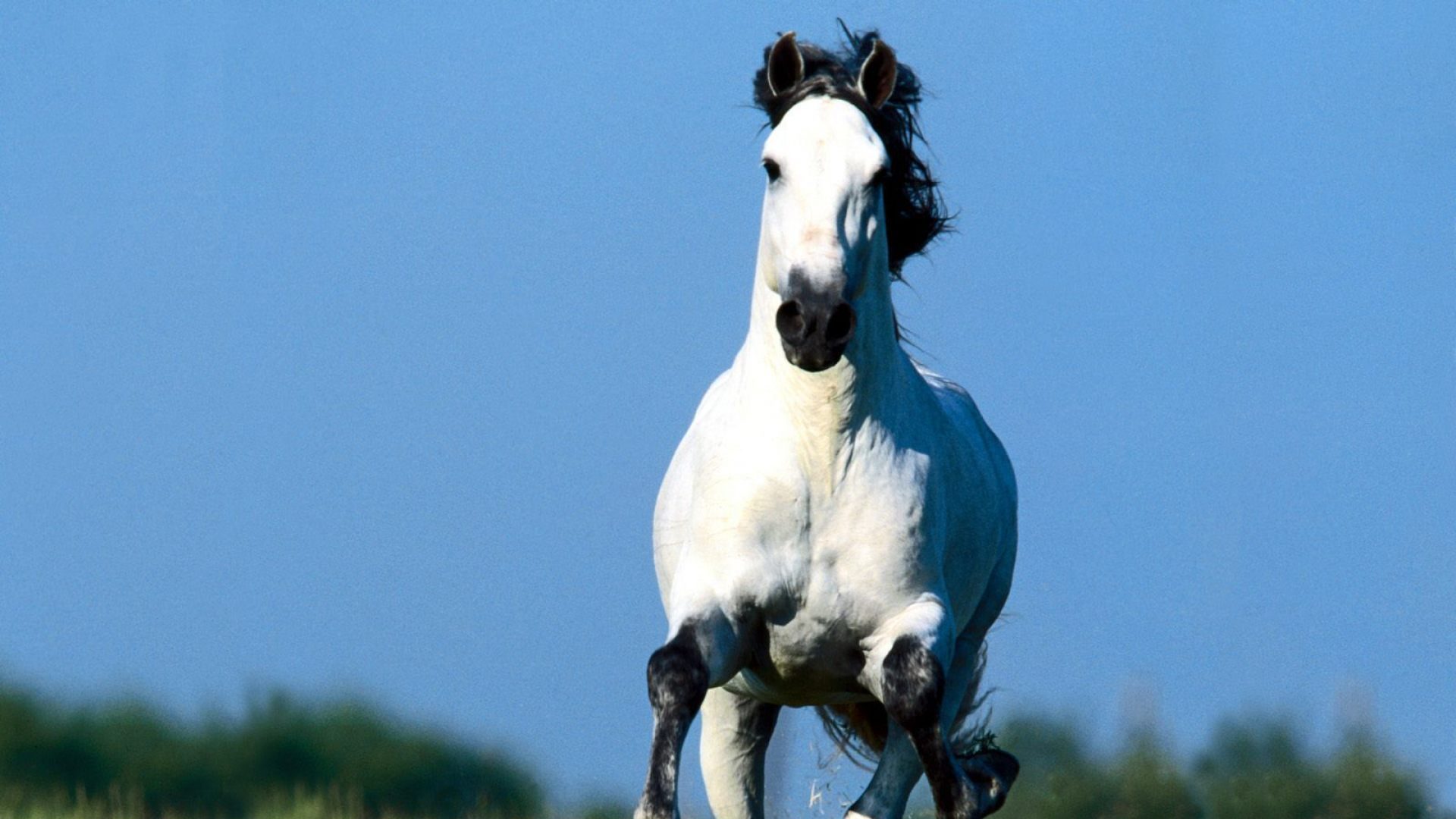 Wallpaper de un caballo blanco al trote - 1920x1080 :: Fondos de ...