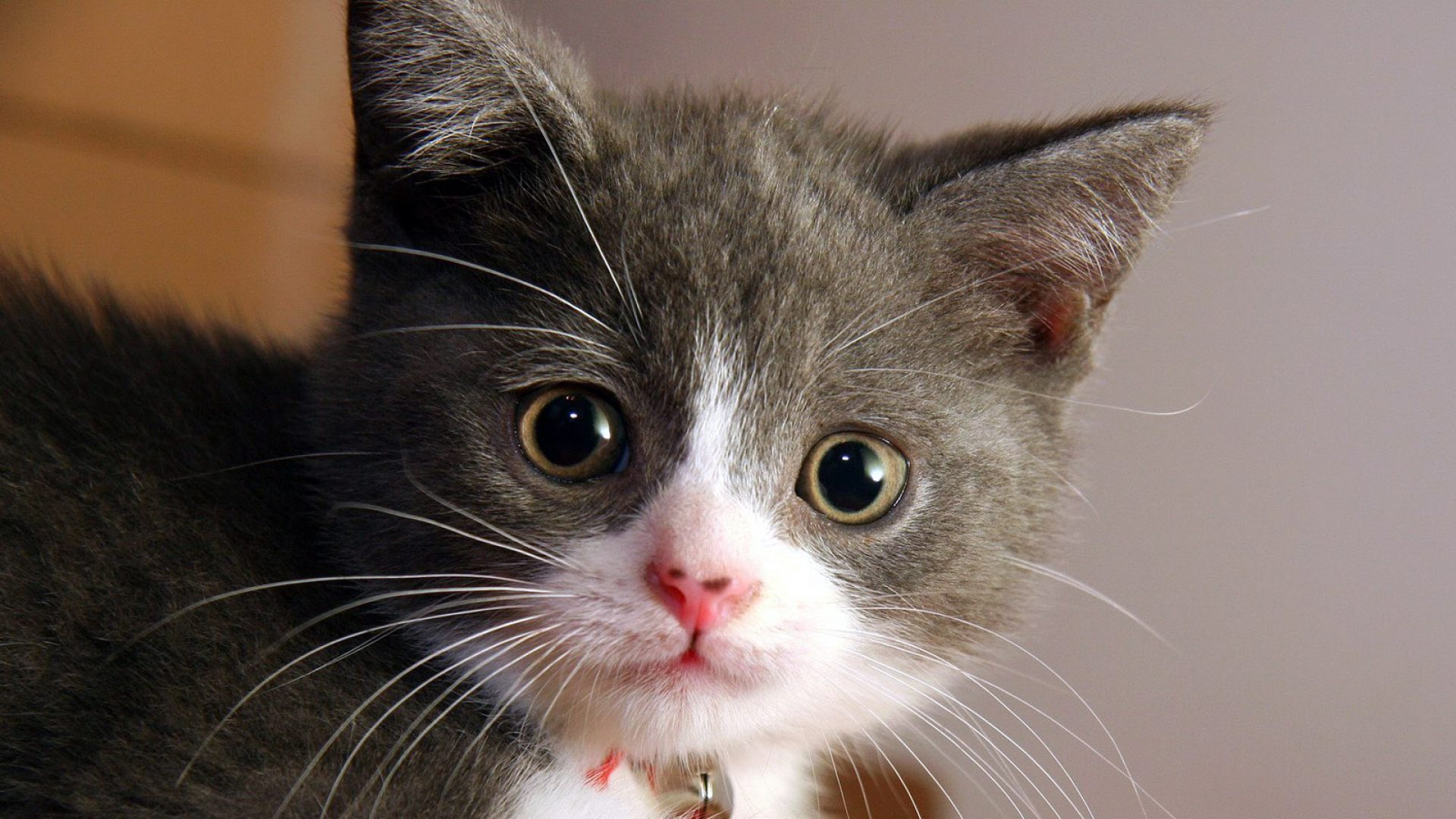 Wallpaper de un gatito doméstico - 1920x1080 :: Fondos de pantalla y ...