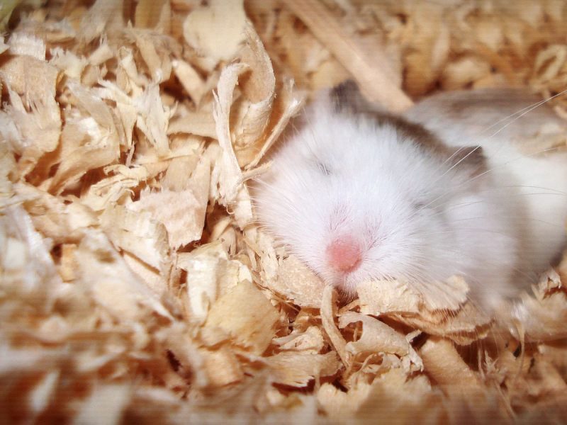 Fotos Fotos Hamsters Durmiendo